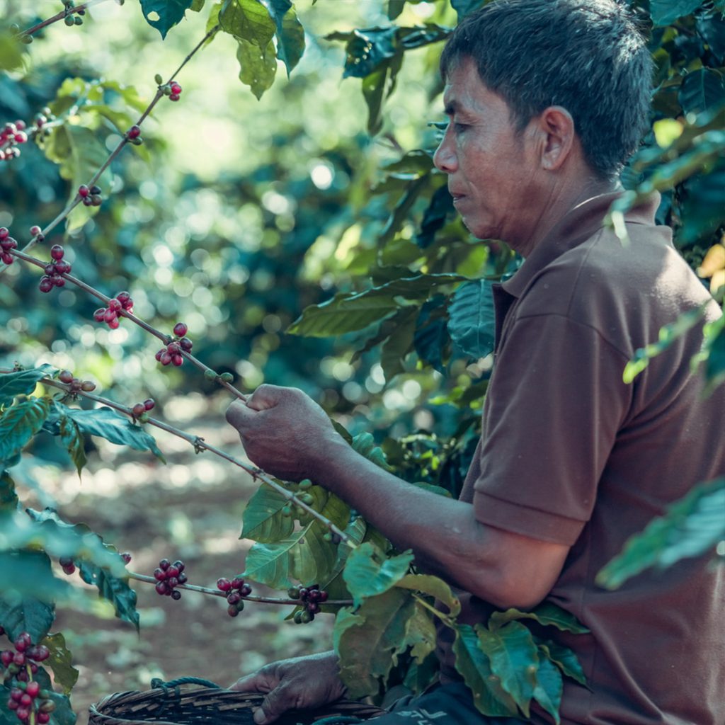 Miraclelao Coffee | ກາເຟລາວ ກາເຟເຮົາ